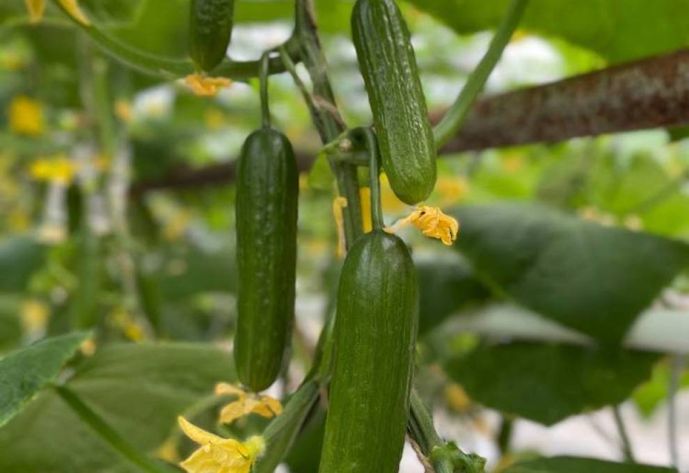 Mini Cucumber Offers Excellent Uniformity Labour Efficiency The Grower